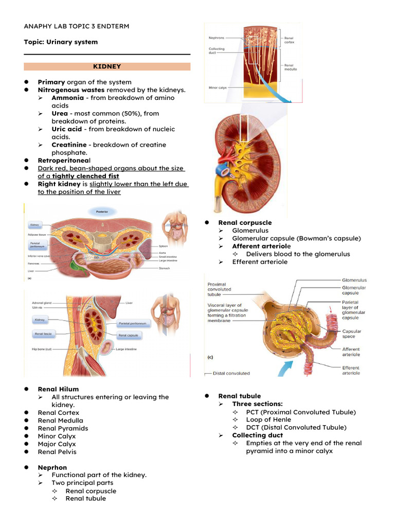 Anaphy Lab Topic 3 Endterm-1 | PDF | Kidney | Urinary System