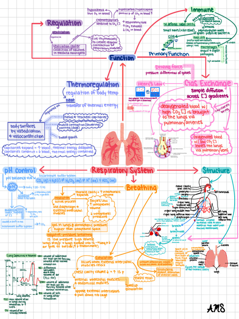 Respiratory System Mind Map | PDF | Lung | Breathing