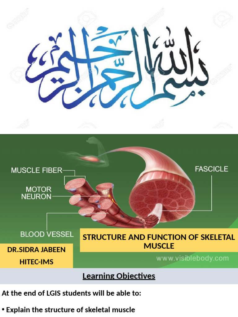 Structure and Function of Skeletal Muscle | PDF | Muscle Contraction ...