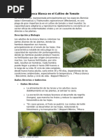 Mosca blanca: Bemisia tabaci y Trialeurodes | PDF | Virus | Insectos