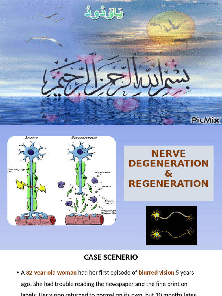 Nerve Degeneration & Regeneration | PDF | Myelin | Axon