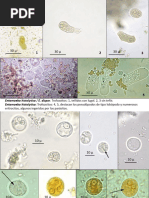 Retortamonas intestinalis: Protozoo Intestinal | PDF | Biología | Medicina