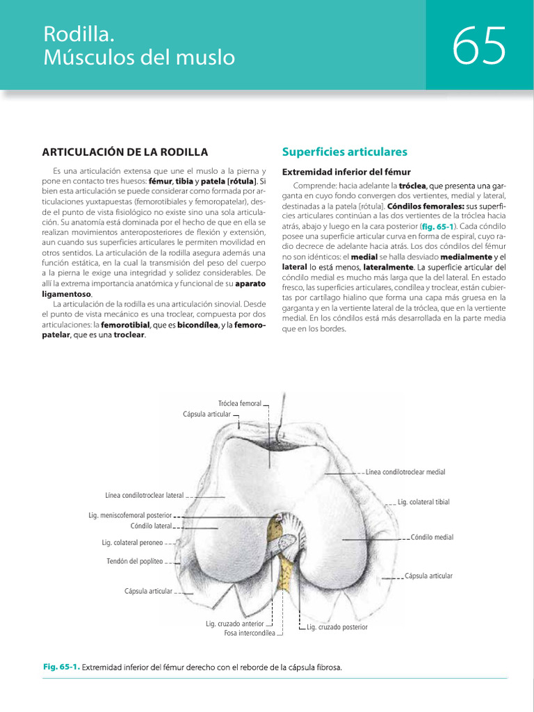 Musculos Del Muslo | PDF | Rodilla | Articulación