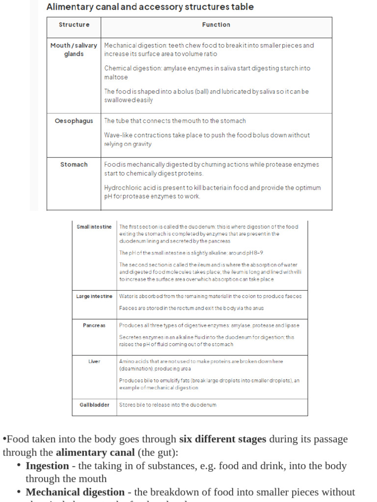 Alimentary Canal Notes | PDF