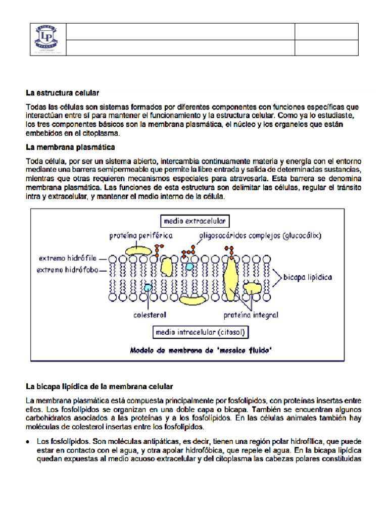 Taller Sobre La Organizacion y La Funcion Celular Sexto 2 | PDF
