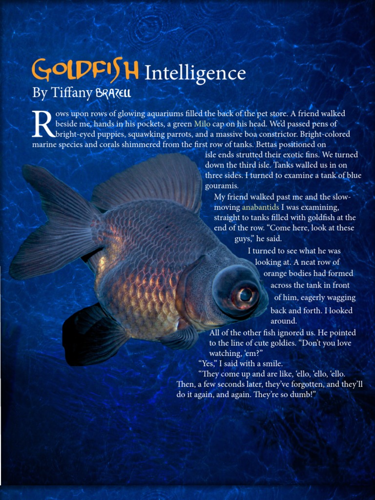 Goldfish Intelligence | Nature | Psychology & Cognitive Science