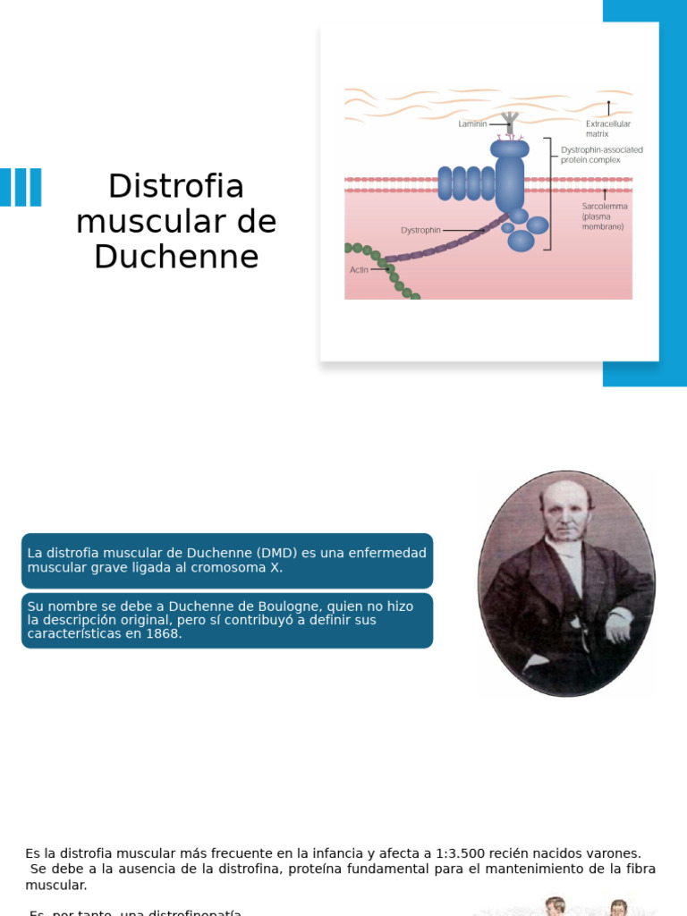ELEVODYS en Distrofia Muscular Duchenne | PDF | Músculo | Enfermedades ...