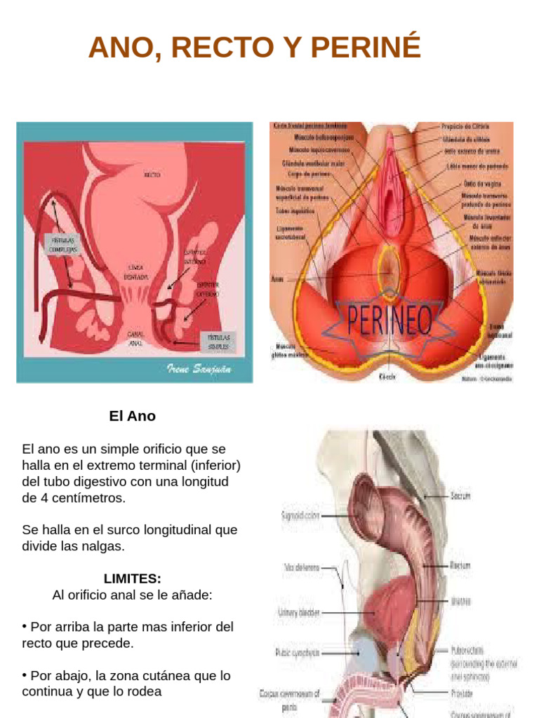 Ano, Recto y Periné Tema 3 Del Segundo Lapso | PDF | Pelvis