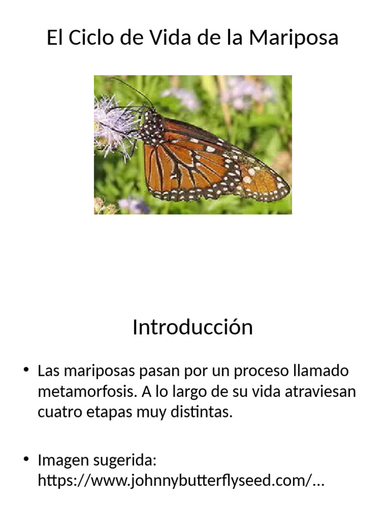 Ciclo de Vida de La Mariposa Editable | PDF