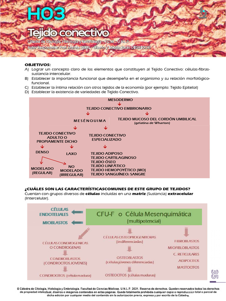 Guia Tp3 Histología - Tejido Conectivo | PDF | Tejido conectivo | Lisosoma