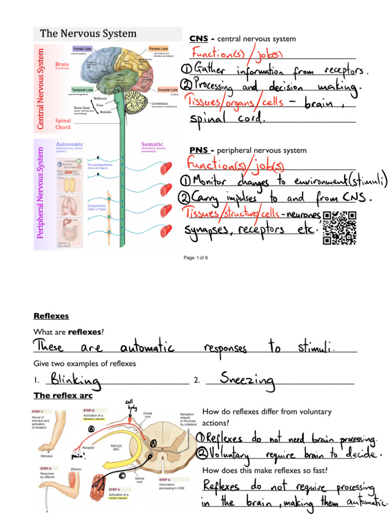 Nervous System (3) 2025-04-30 09 - 38 - 38 | PDF | Neuron | Central Nervous System