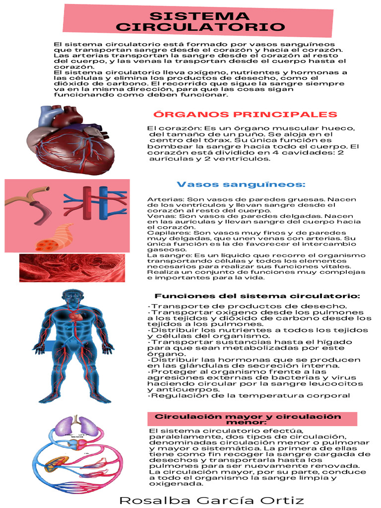 Infografia Del Sistema | PDF | Sistema circulatorio | Corazón