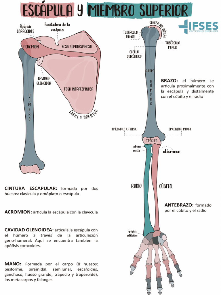 Escápula y Miembro Superior | PDF