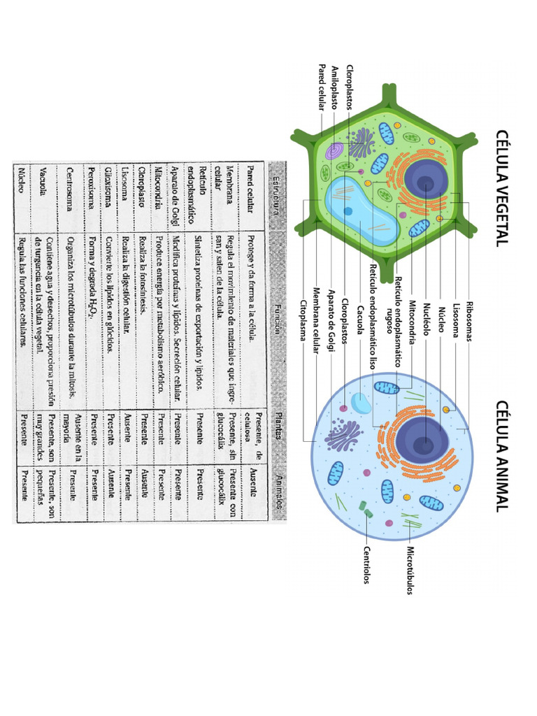 CElula Vegetal y Animal | PDF