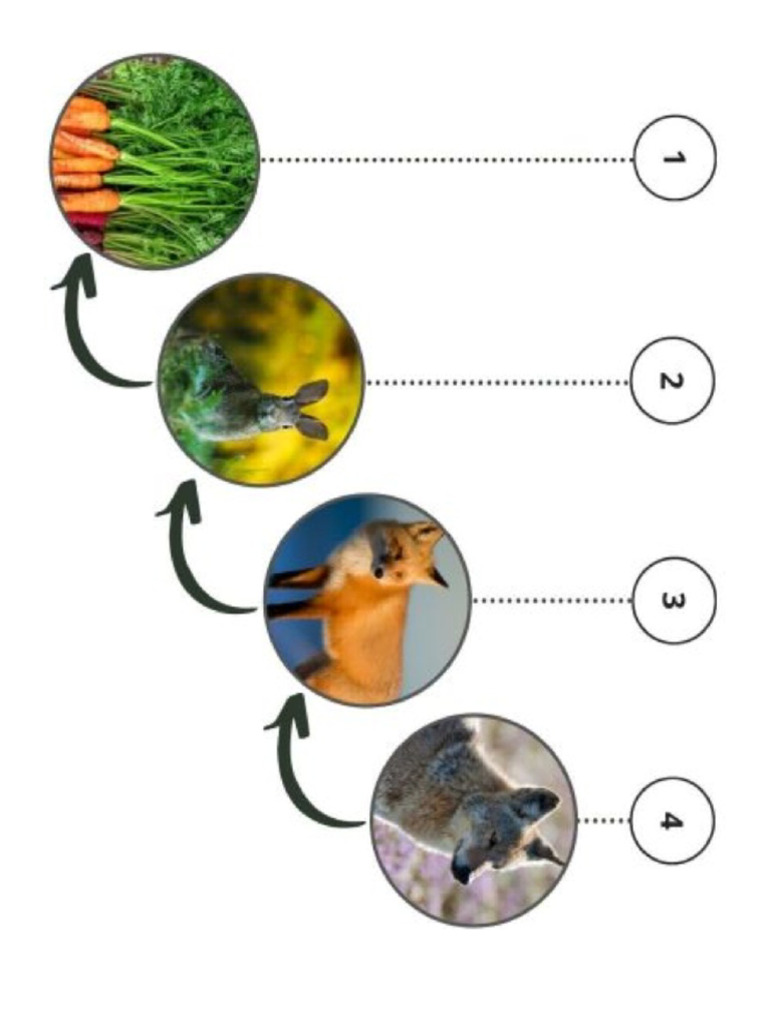 Trioma | PDF