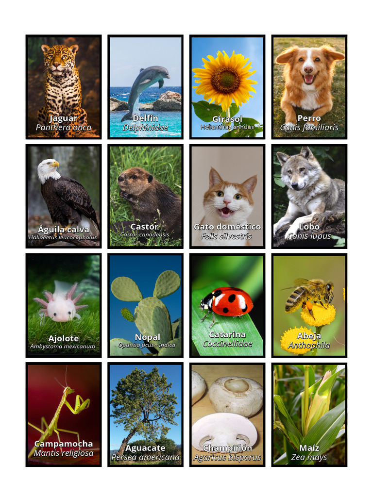 Loteria Biología | PDF
