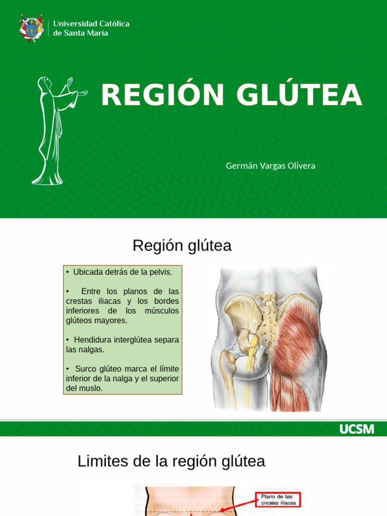 Anatomía de la Región Glútea | PDF | Pelvis | Extremidades (anatomía)