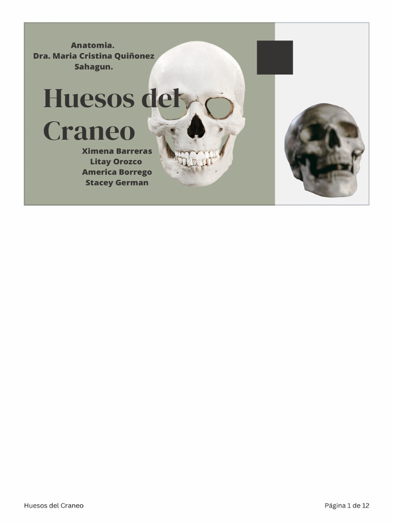 Huesos Del Craneo | PDF