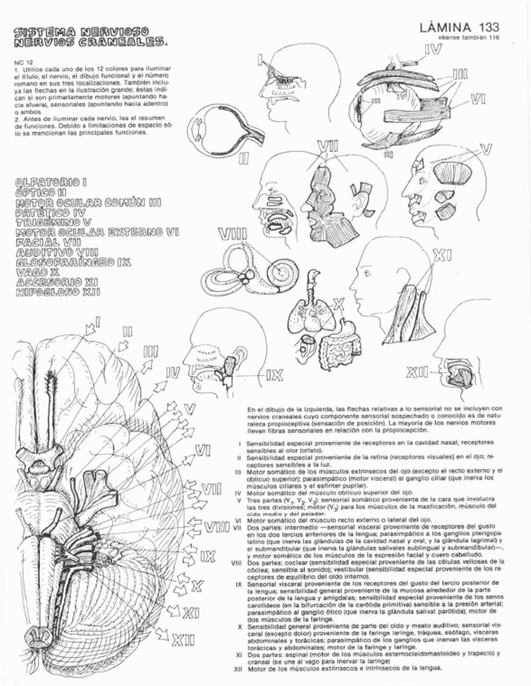 Anatomía Cromodinámica Wynn Kapit & Lawrence M. Elson | PDF | Anatomía ...