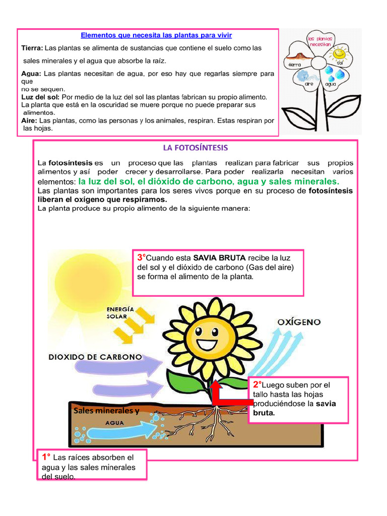 2¿qué Necesitan Las Plantas para Vivir | PDF