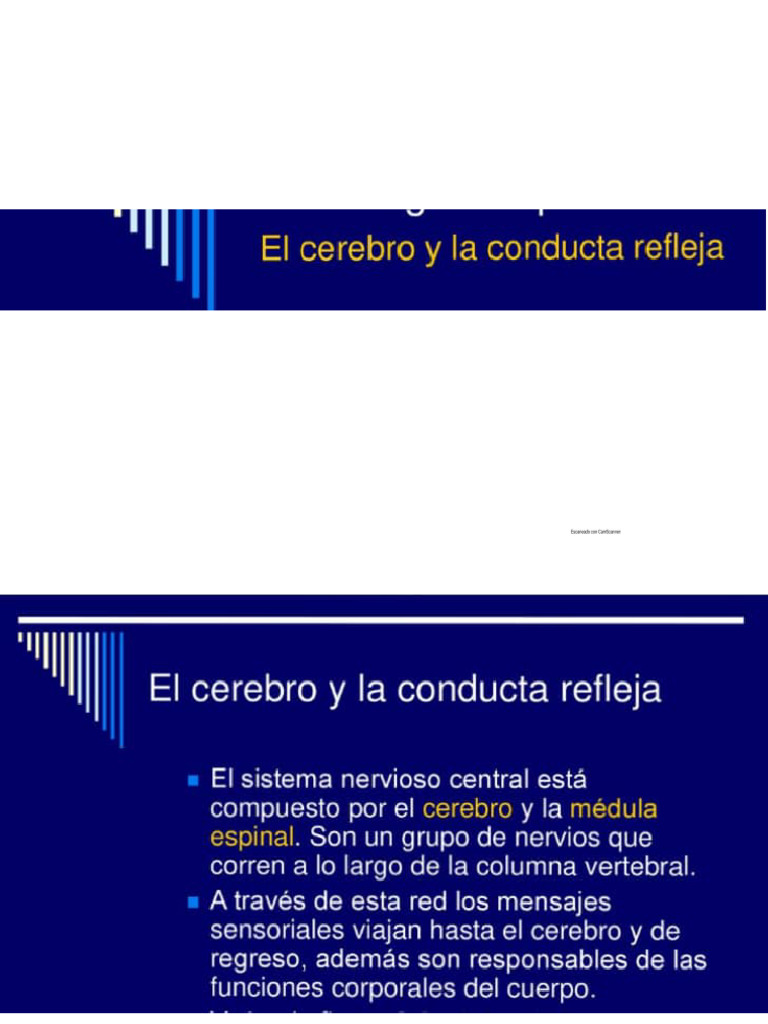 2.8 La Conducta Refleja | PDF