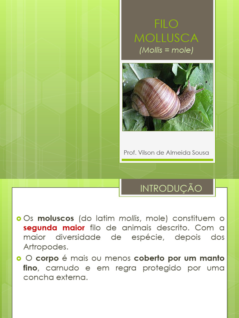 Filo Mollusca e Suas Principais Caracteristicas | PDF | Moluscos | Zoologia