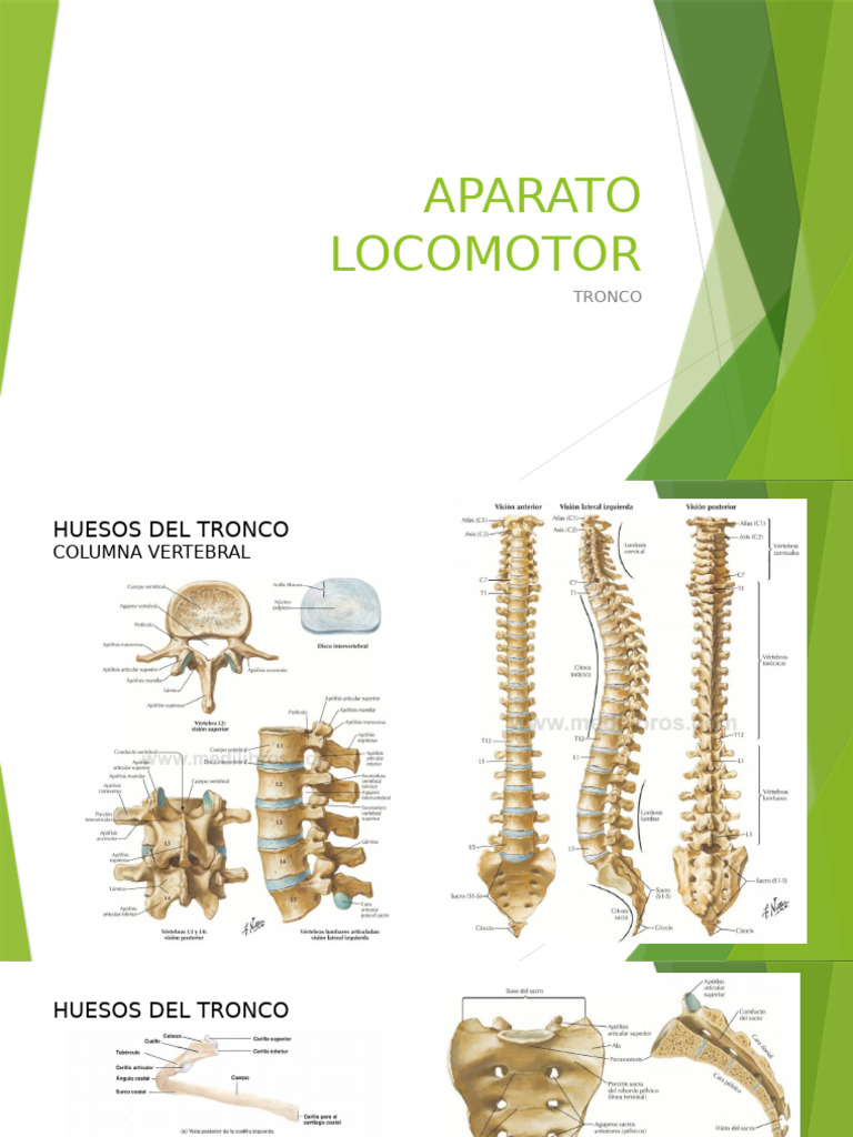 Anatomía del Tronco y Sistema Locomotor | PDF