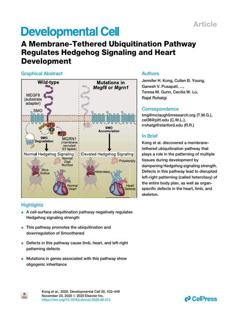 Ubiquitination Pathway in Heart Development | PDF | Ubiquitin | Cell ...