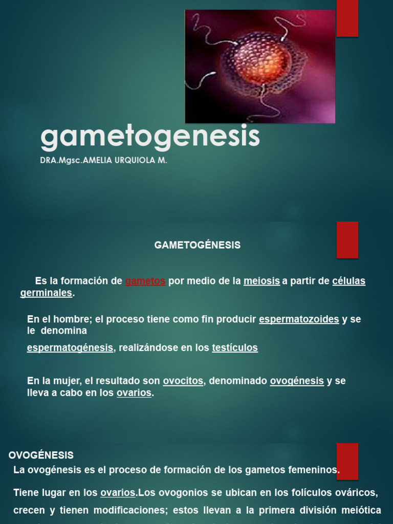Gametogenesis | PDF | Ovario | Reproducción