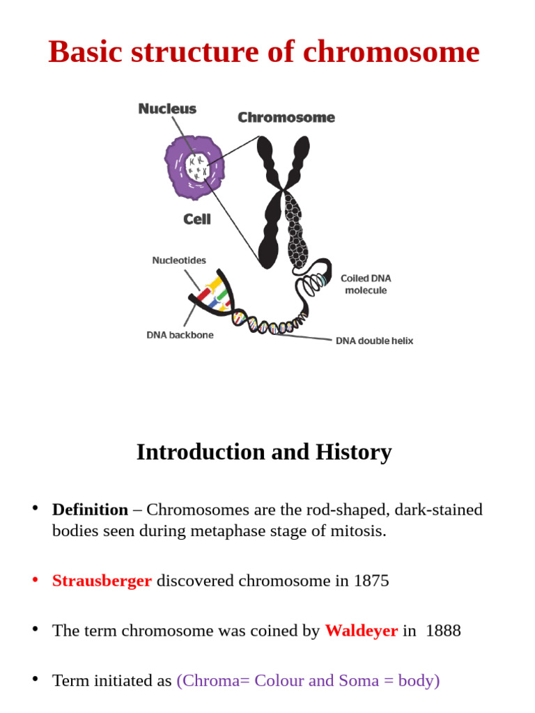 Basic Structure of Chromosome | PDF | Chromosome | Ploidy