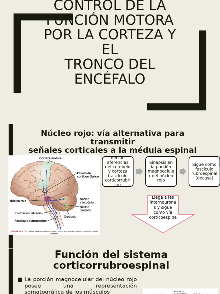 Control de La Función Motora Por La Corteza | PDF | Cerebelo | Médula ...