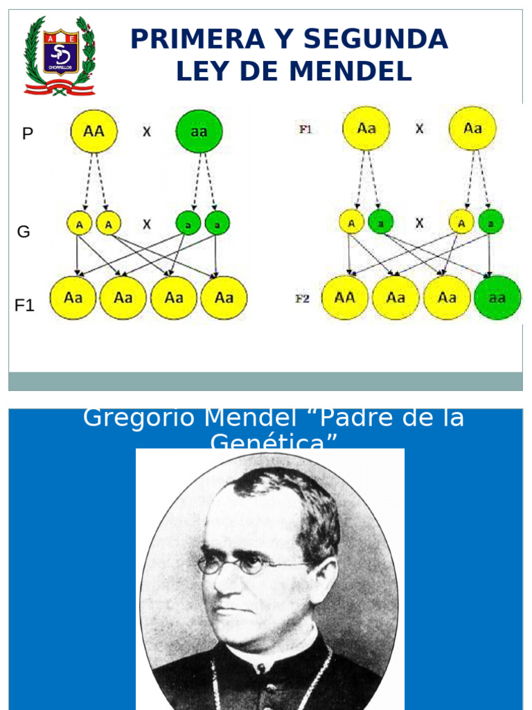 Leyes de Mendel 1° y 2° | PDF | Dominancia (Genética) | Cigosidad