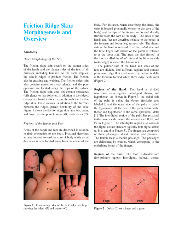 Friction Ridge Skin Morphogenesis and Overview | PDF | Epidermis | Hand