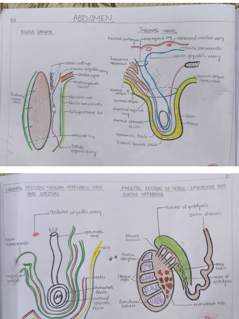 Dissection Record | PDF
