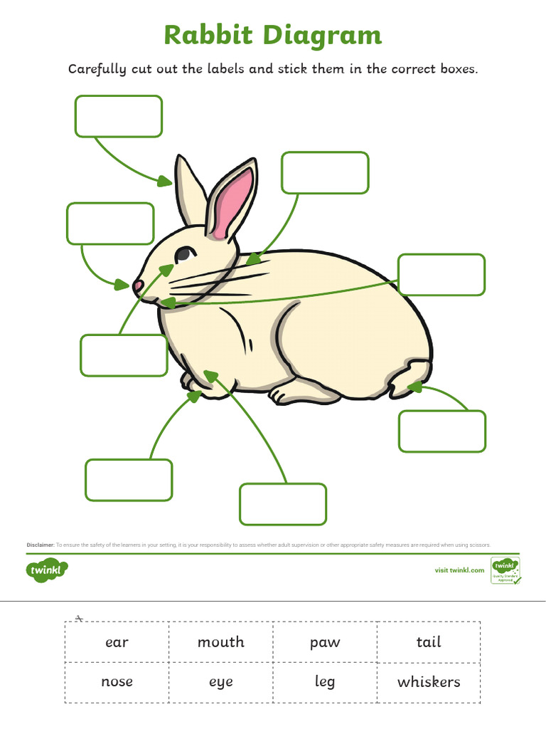 Labelled Rabbit Diagram Activity | PDF