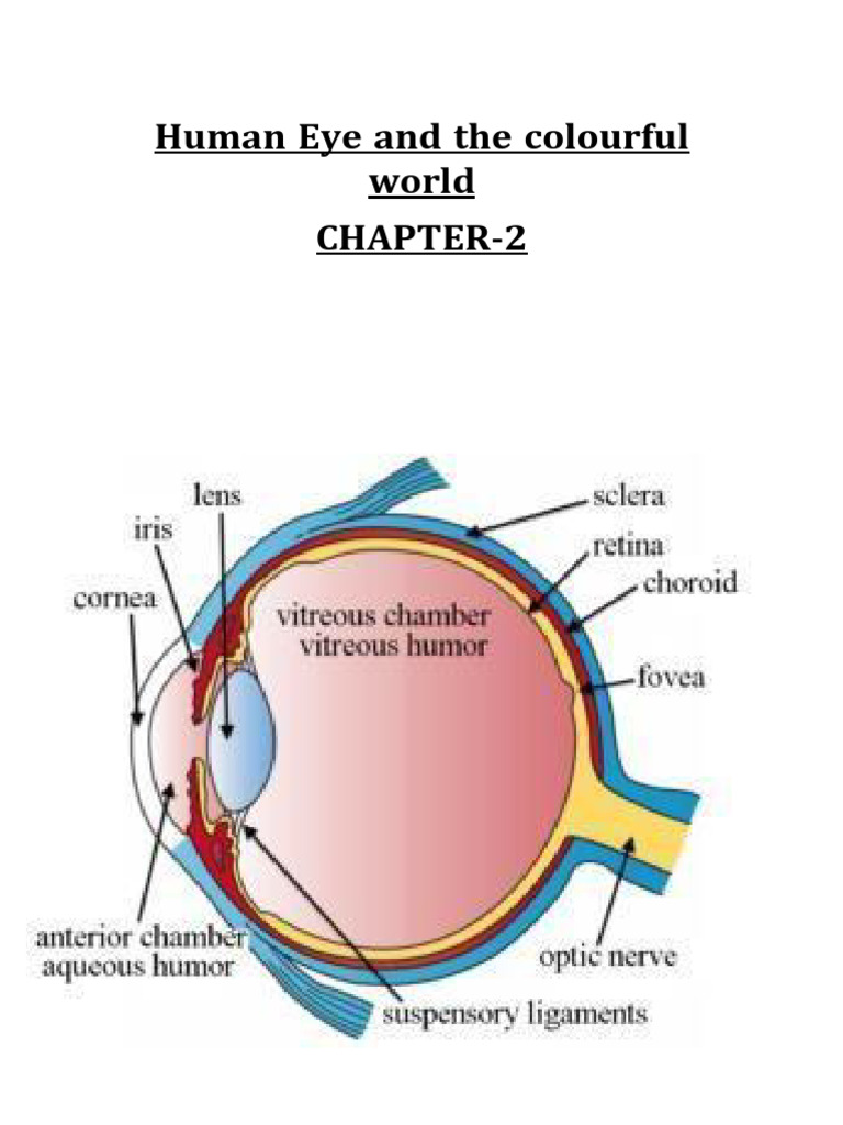10th Class Physics: Human Eye Overview | PDF | Eye | Sunset