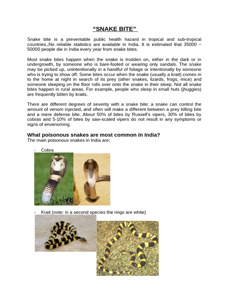 SNAKE and Snake Bite First Aid | PDF | Snake | Venomous Snakes