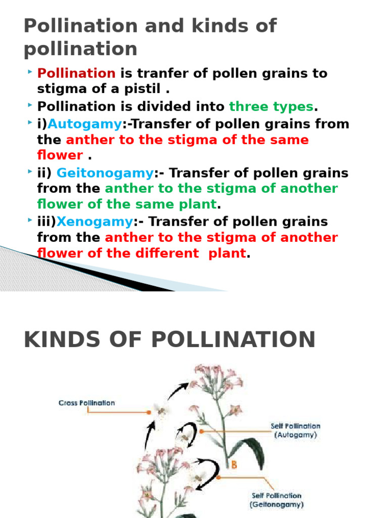 3-Sexual Reproduction in Flowering Plants-POLLINATION | PDF | Flowers | Pollination
