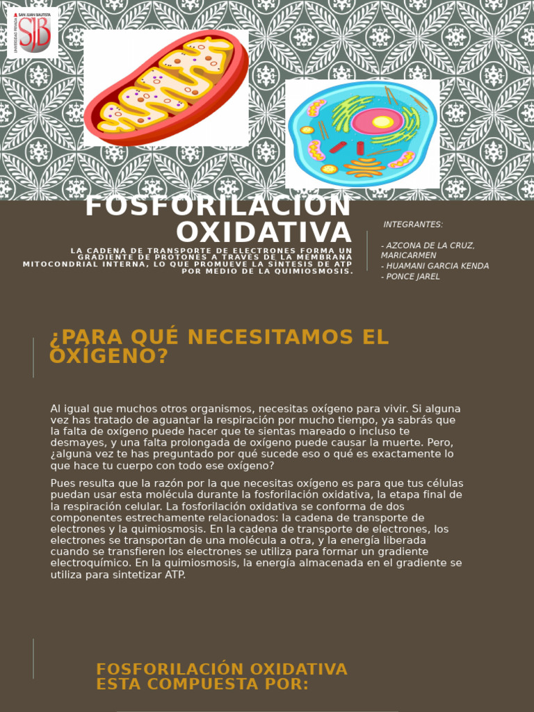 Fosforilación Oxidativa2 | PDF | Trifosfato de adenosina | Cadena de ...