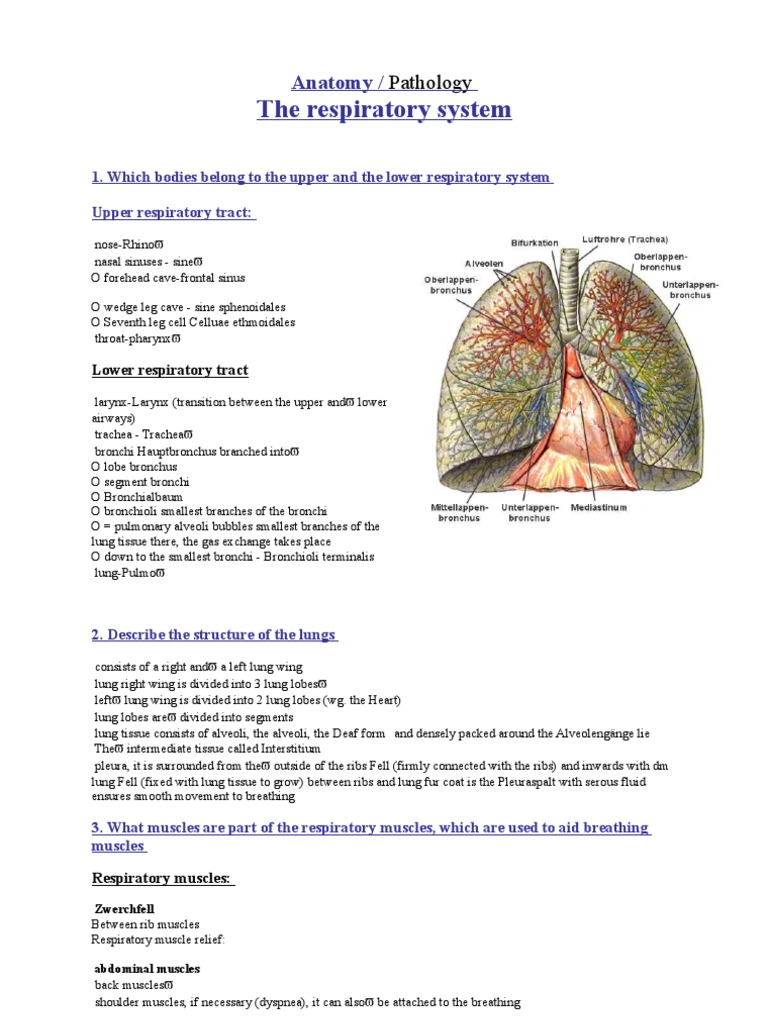 Anatomy Respiratory System | PDF | Respiratory Tract | Lung