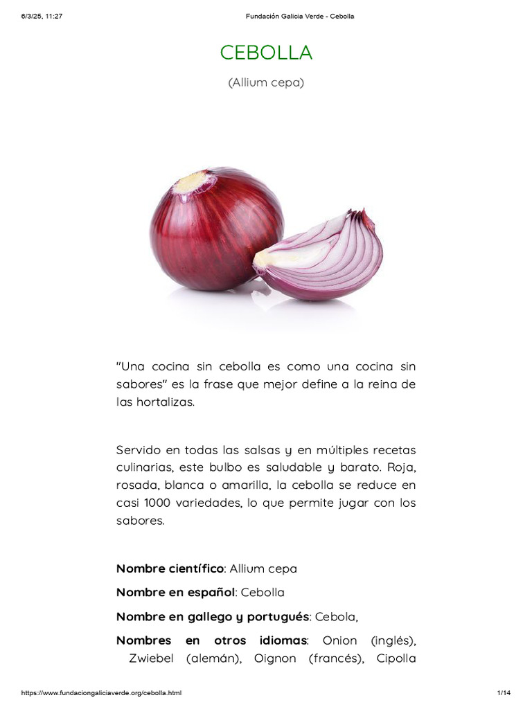 Fundación Galicia Verde - Cebolla | PDF | Cebolla | Botánica