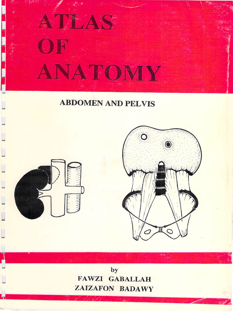 Colles Fascia in Perineal Anatomy | PDF | Abdomen | Pelvis