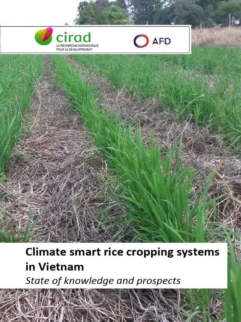 Climate Smart Rice Systems in Vietnam | PDF | Agriculture | Rice