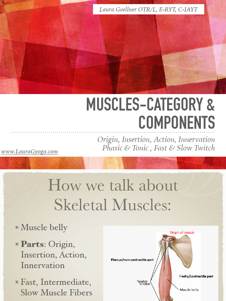 Understanding Fast and Slow Twitch Muscles | PDF | Skeletal Muscle ...