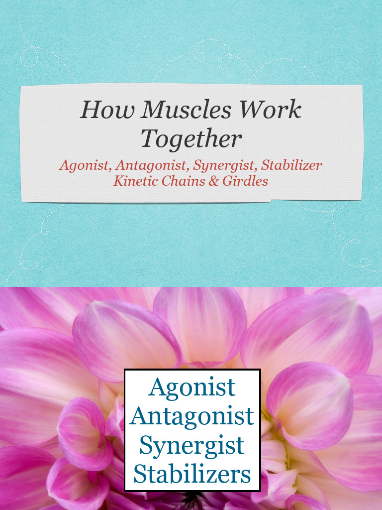PDF How Muscles Work Together | PDF | Musculoskeletal System