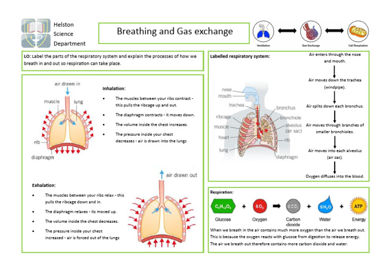 Inhalation and Exhalation Explained | PDF | Respiratory System | Breathing