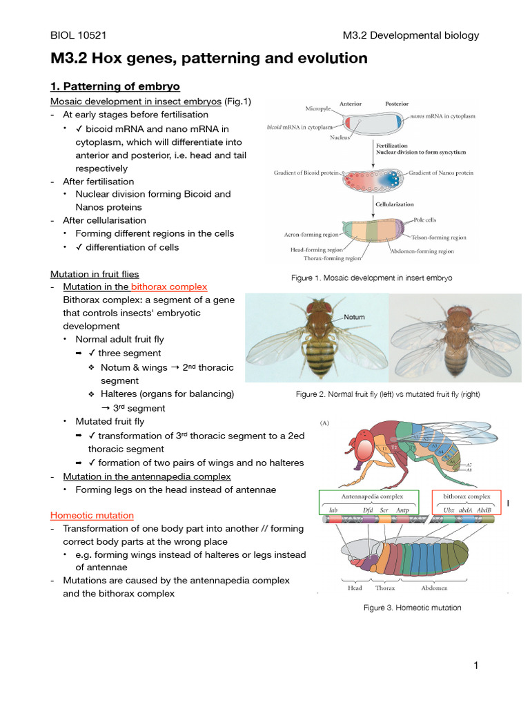 M3.2 Hox Genes, Patterning and Evolution | PDF | Gene Duplication | Gene