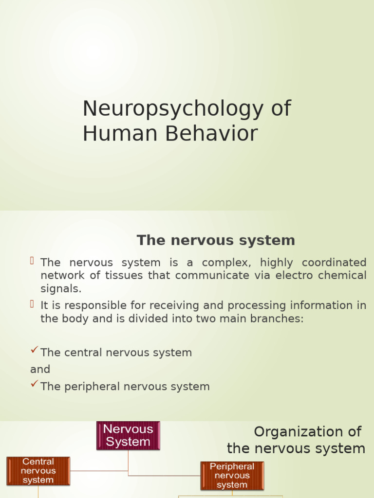 Neuropsychology of Human Behavior - Lecture - 4 | PDF | Neuron | Axon