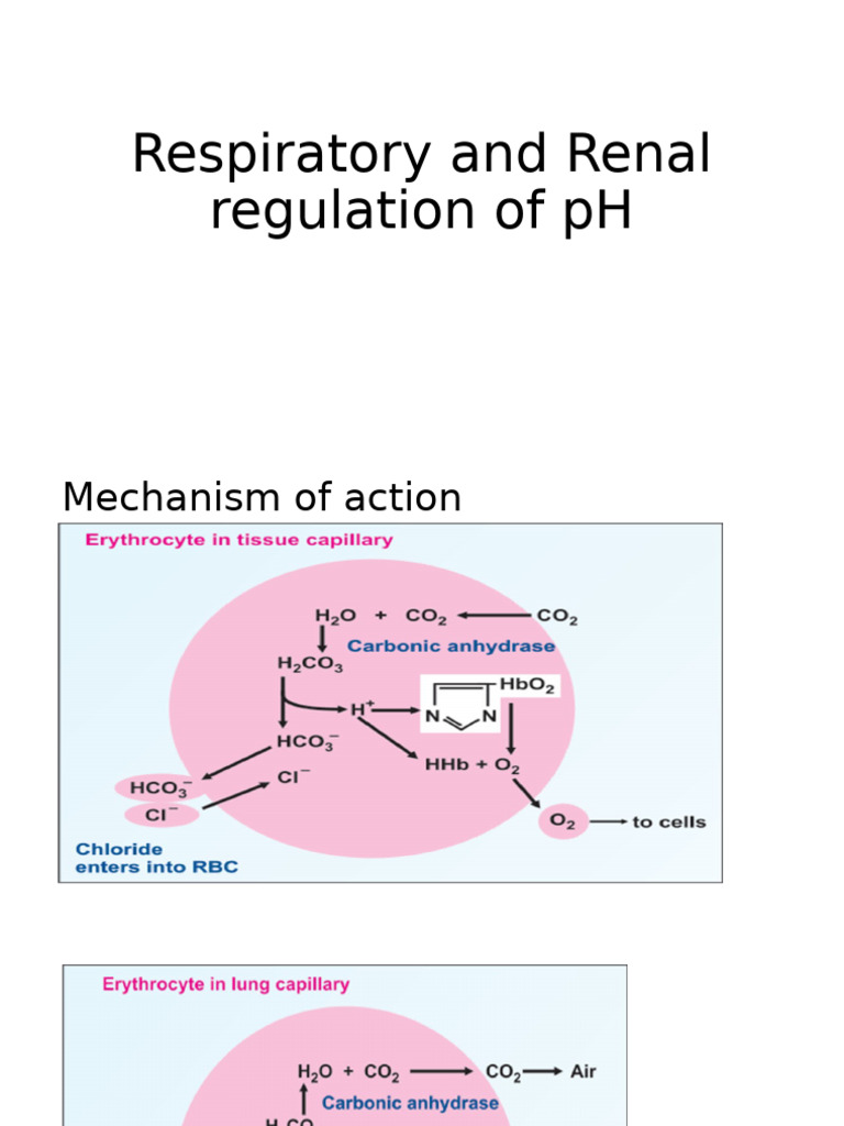 Renal Regulation | PDF