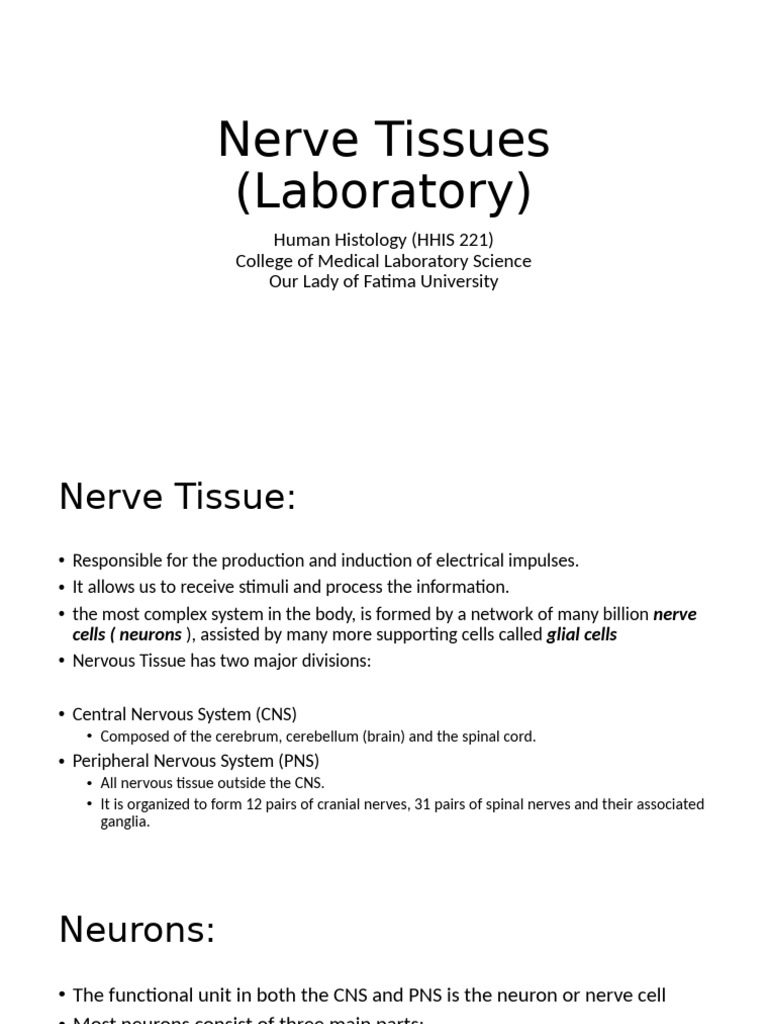 Nerve Tissues. Labpptx | PDF | Neuron | Central Nervous System